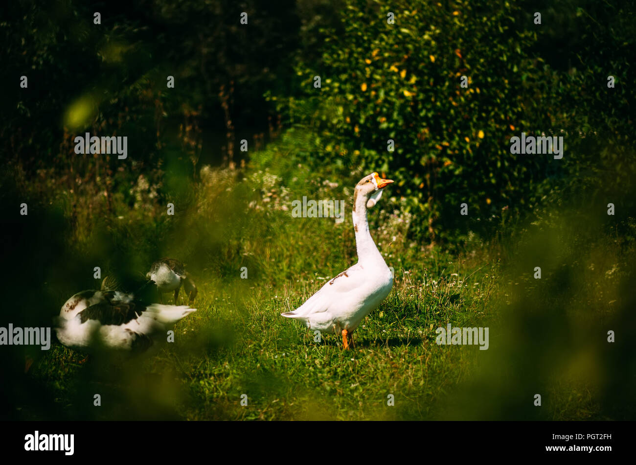 A beautiful white goose grazes on land. Watching the goose from the ...