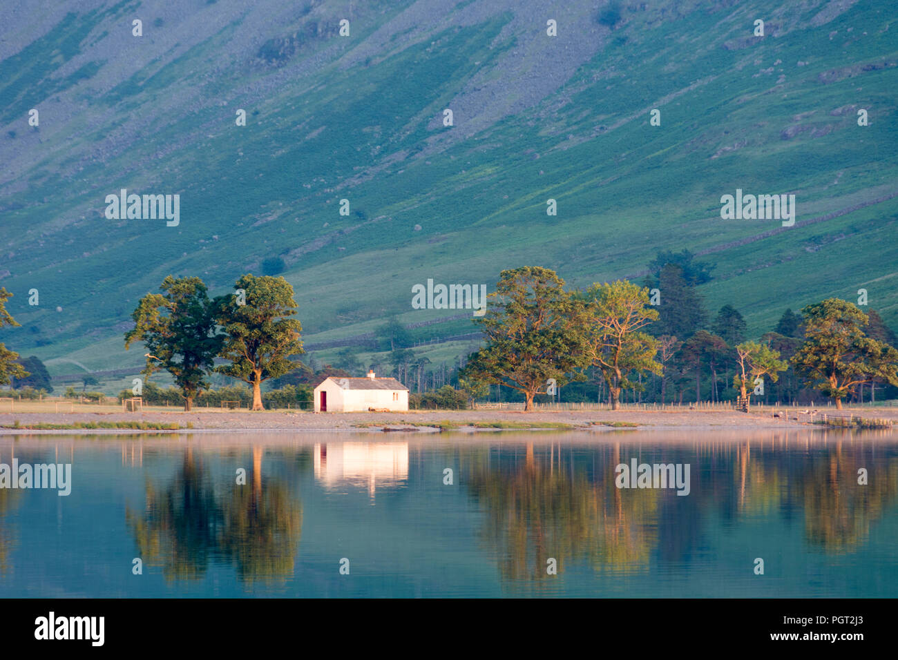 Buttermere Pines from lakeshore at sunset, Lake District, Cumbria ...