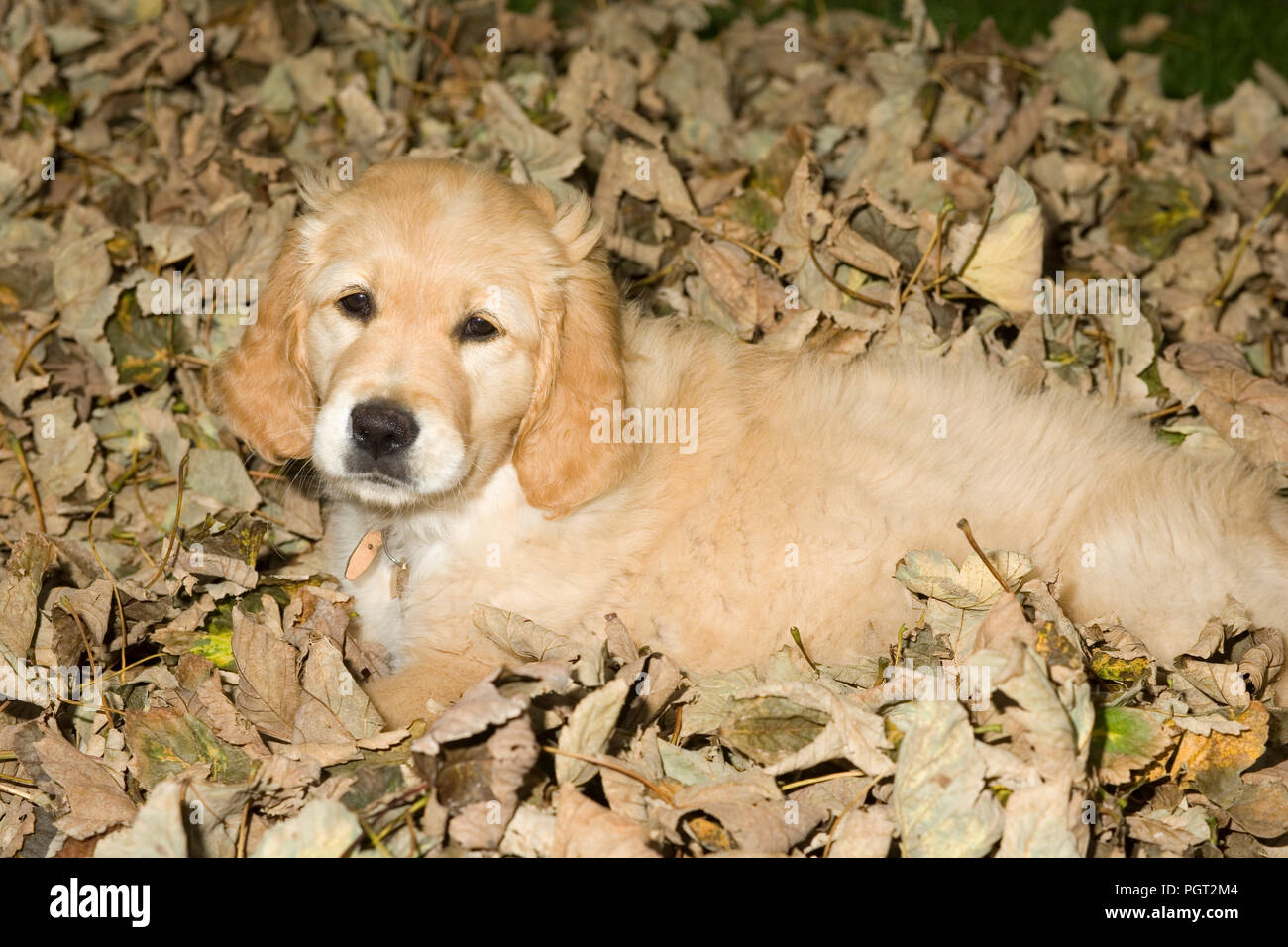 Two month old female golden retriever puppy lying down in autmun leaves ...