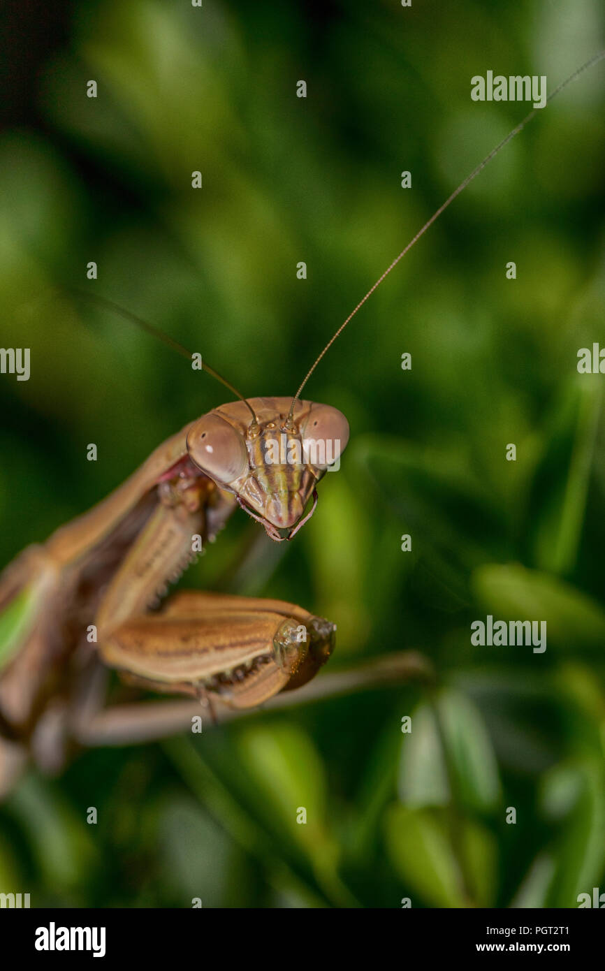 Praying mantis crawling hi-res stock photography and images - Alamy