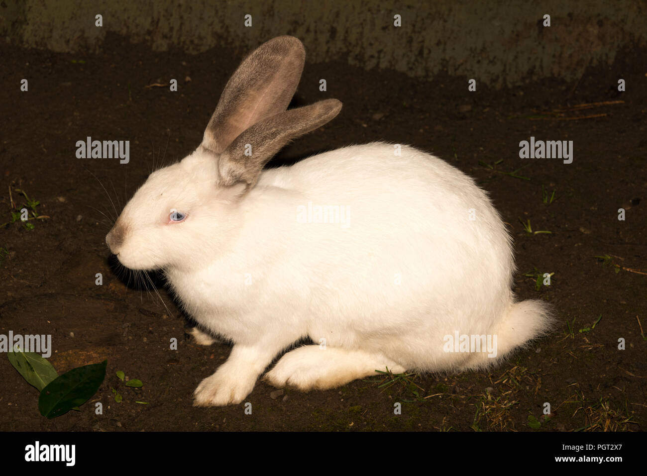 White Rabbit (Oryctolagus cuniculus Stock Photo - Alamy
