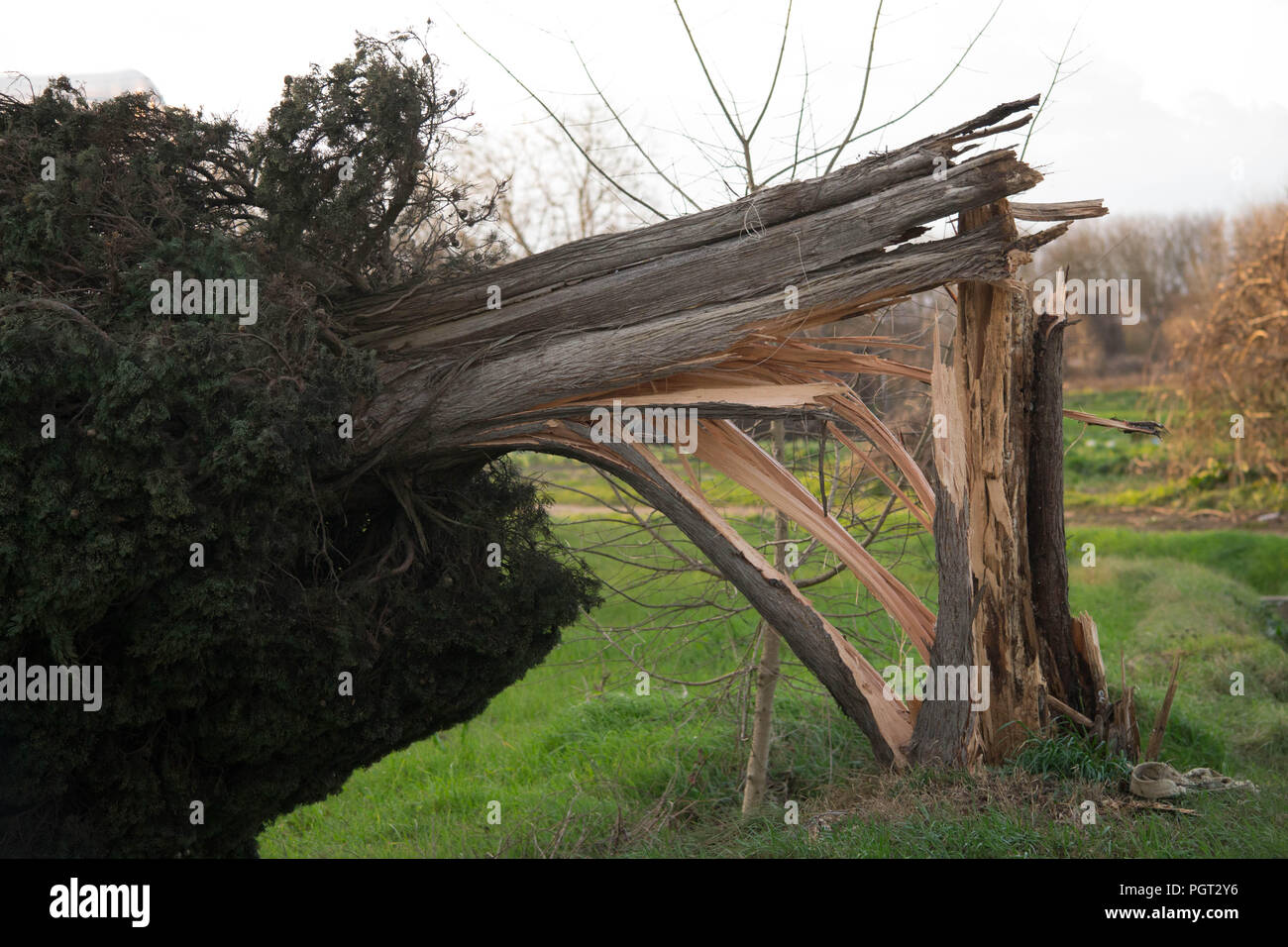 in the green countryside, a tree destroyed and broken in half transmits ...