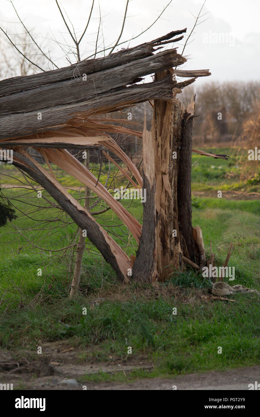 in the green countryside, a tree destroyed and broken in half transmits ...