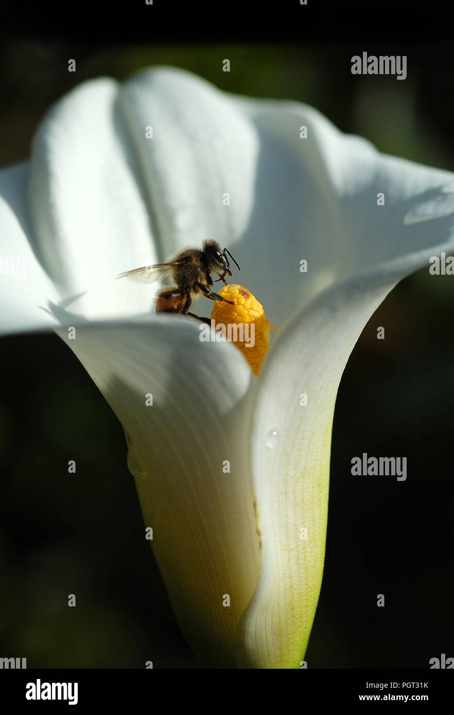 White calla lily bloom with bee collecting nectar on black background ...