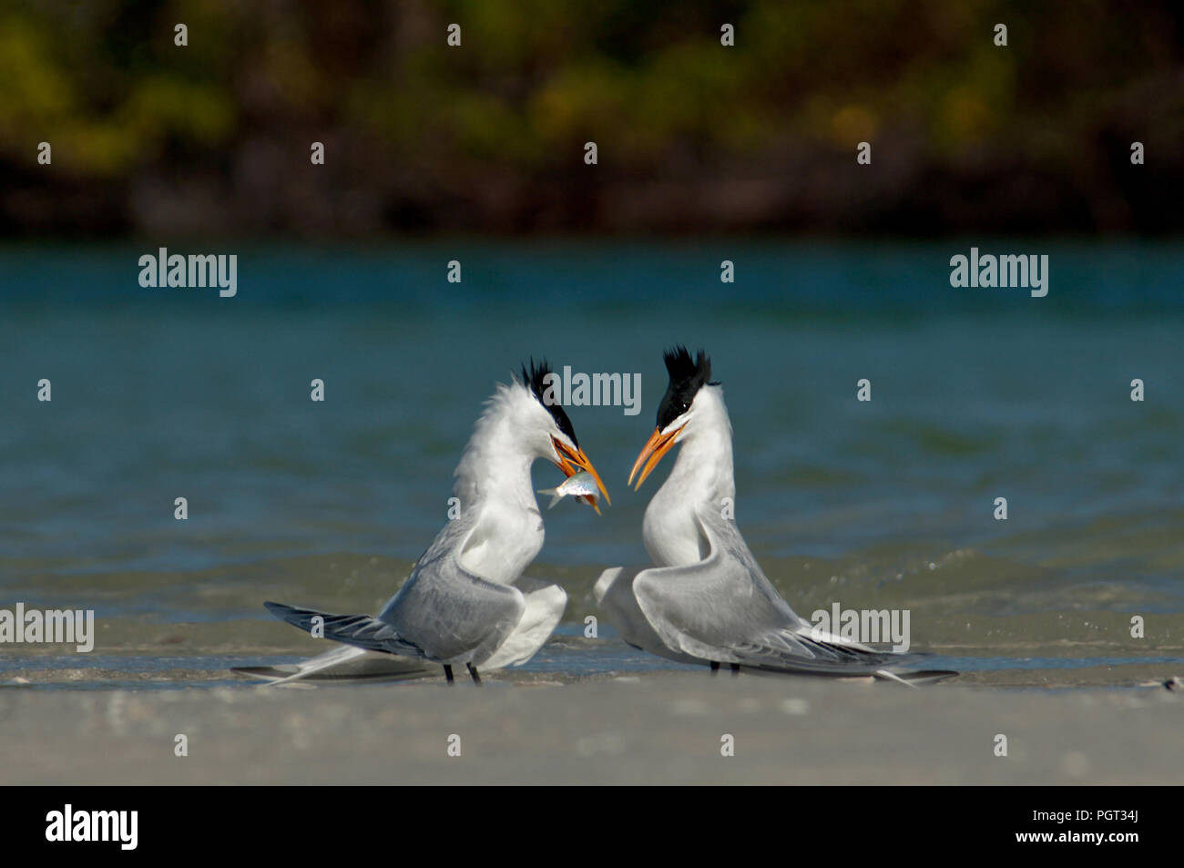 Birds mating hi-res stock photography and images - Alamy