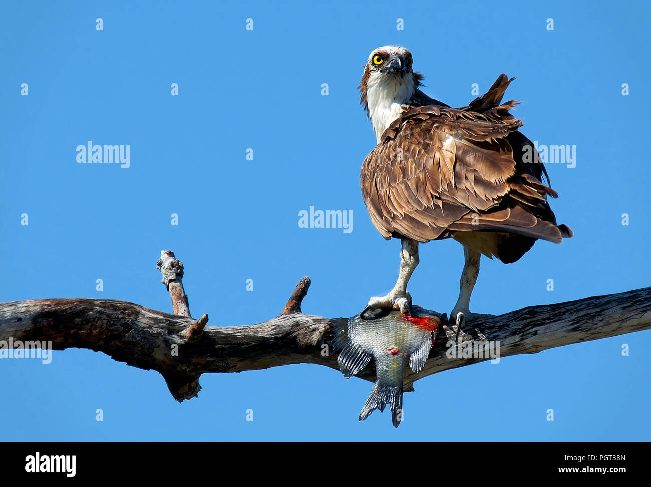 Talon on caught fish hi-res stock photography and images - Alamy