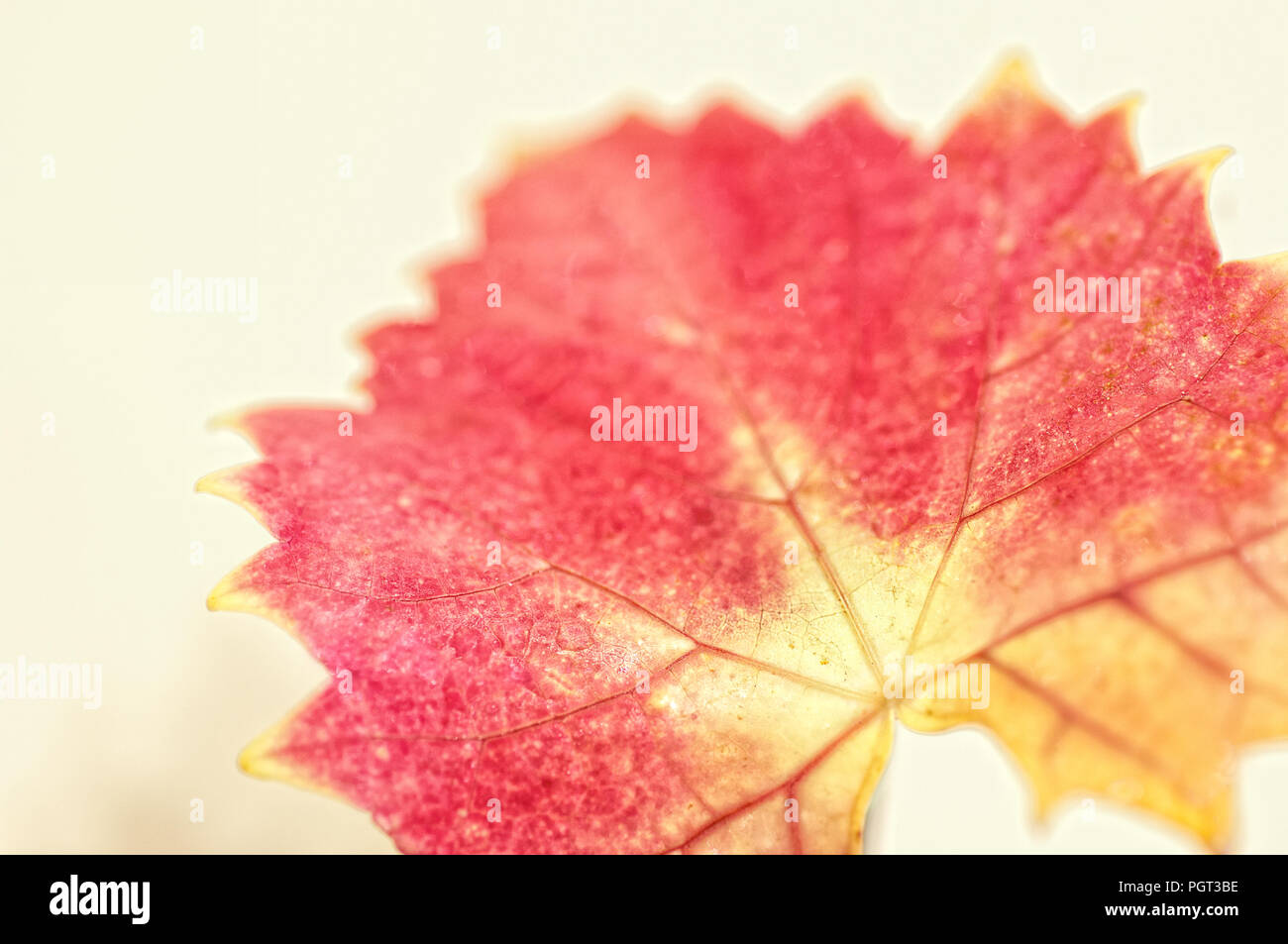 Pale gold maple leaf hi-res stock photography and images - Alamy