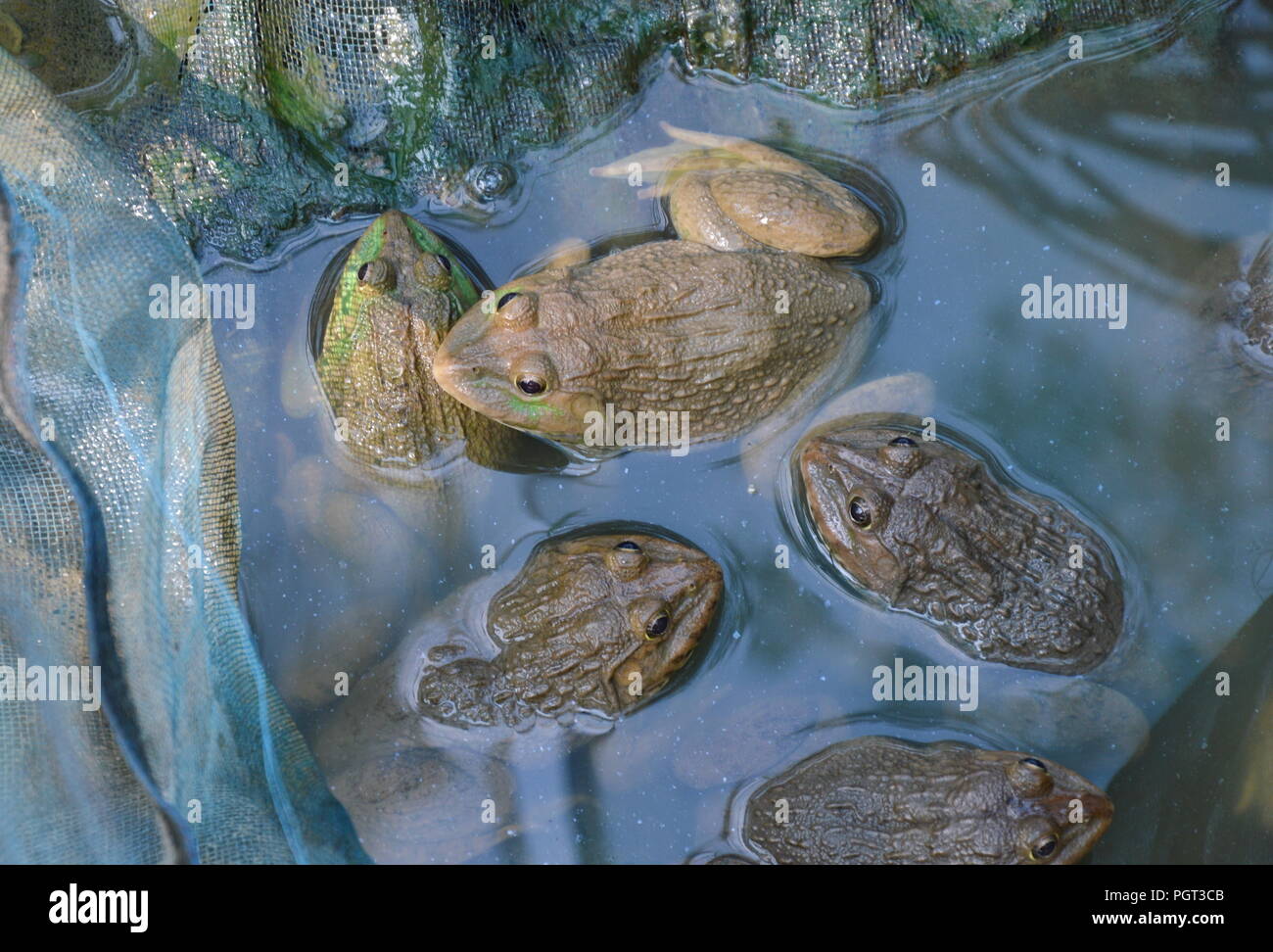 frog breeding in close farm Stock Photo - Alamy