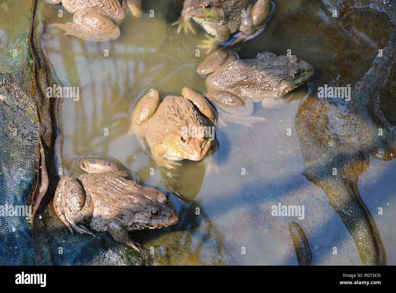 frog breeding in close farm Stock Photo - Alamy