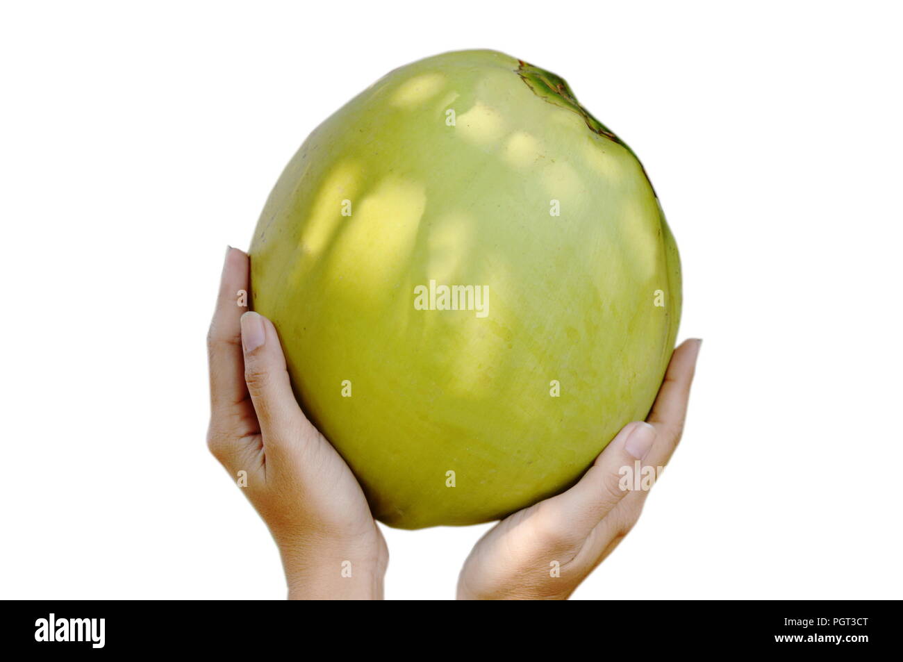 hand holding coconut from branch on white background Stock Photo - Alamy