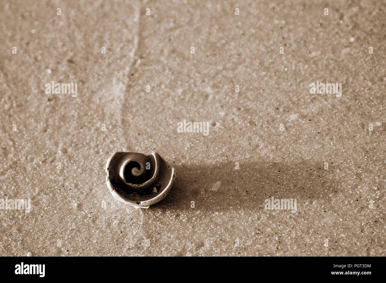 Monotone abstract of spiral shell on textured sand with raised line ...