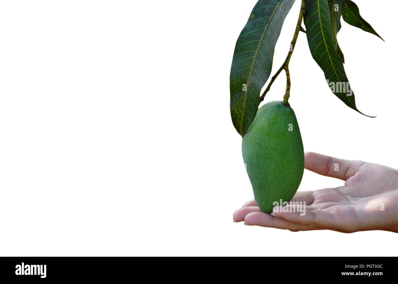hand holding mango from branch on white background Stock Photo - Alamy