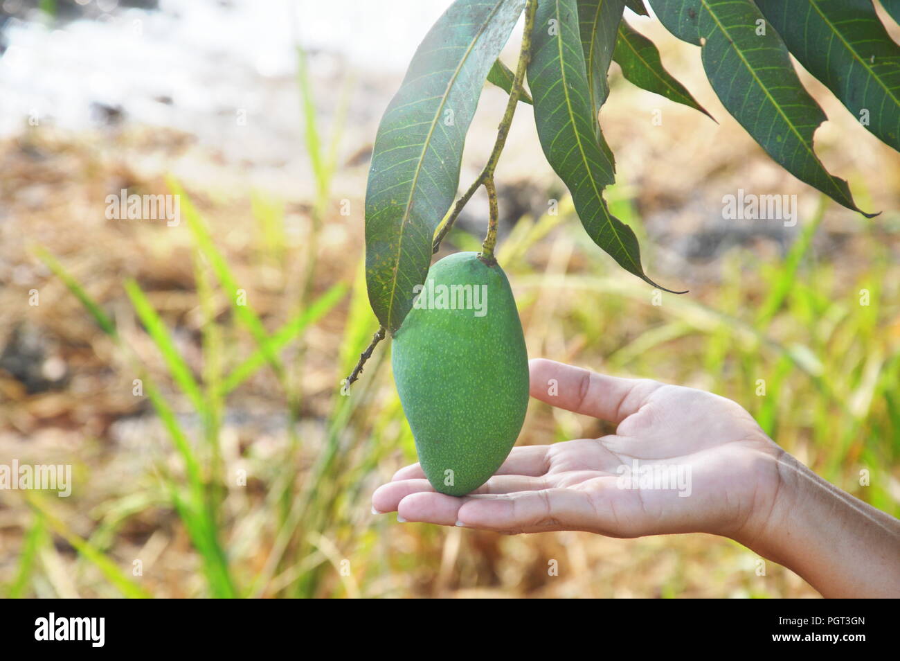 hand holding mango from branch in farm Stock Photo - Alamy