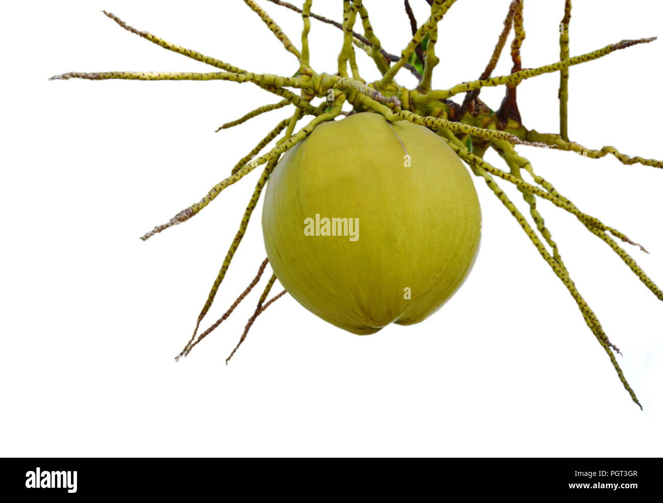 coconut on branch isolated in white background Stock Photo - Alamy