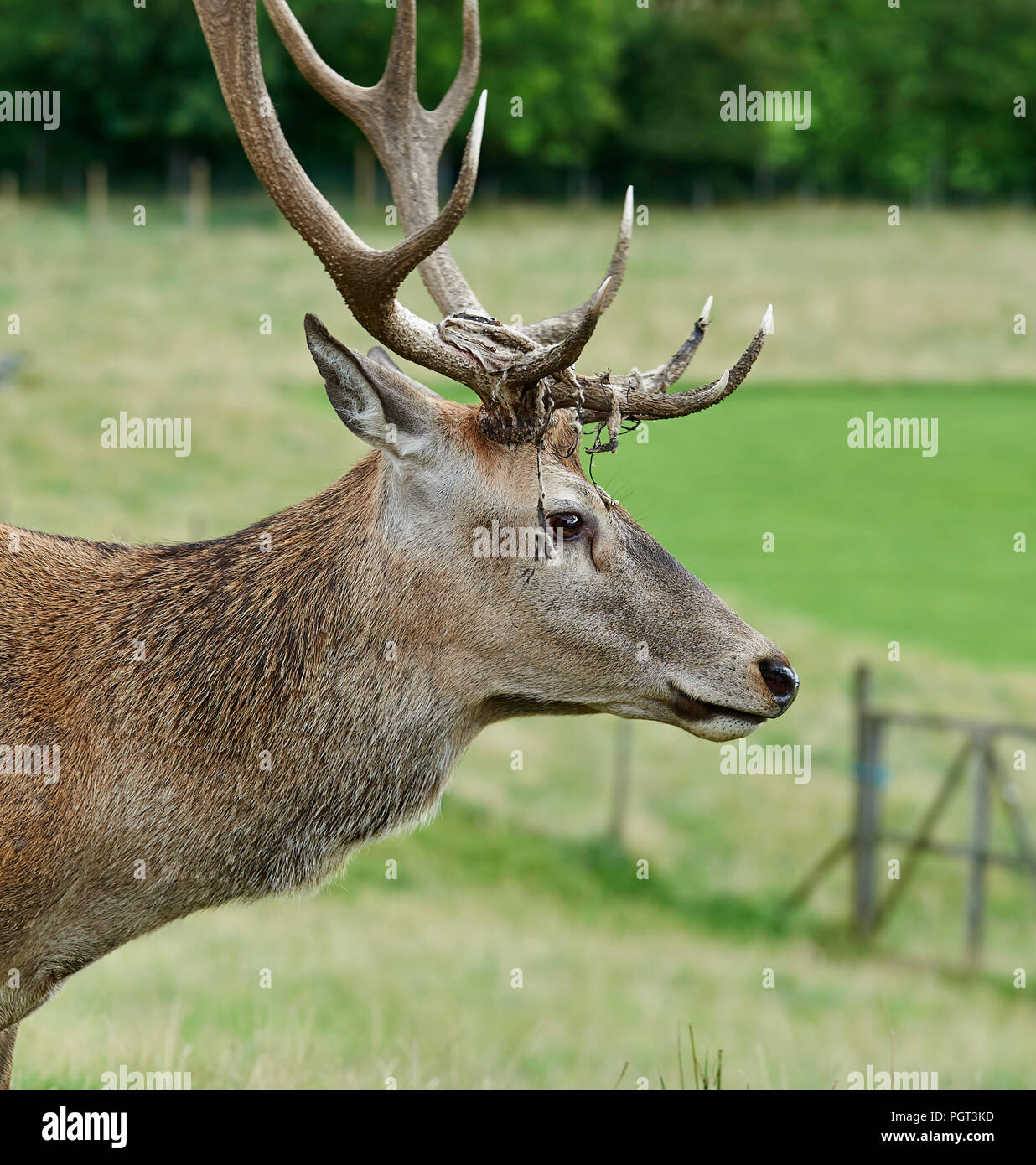 Red Deer ( Cervus elaphus) stag in the Scottish Highlands, Perth and ...