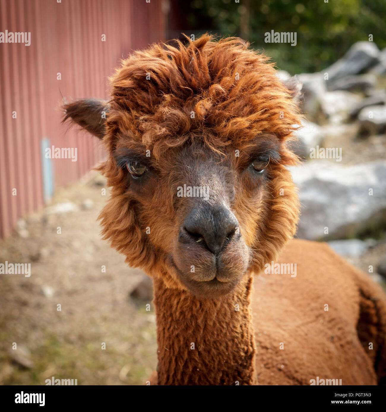 Brown Alpaca Face