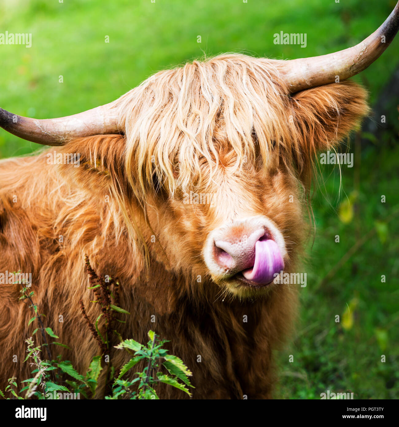 Hairy highland cow, scottish symbol, Scotland UK Stock Photo - Alamy