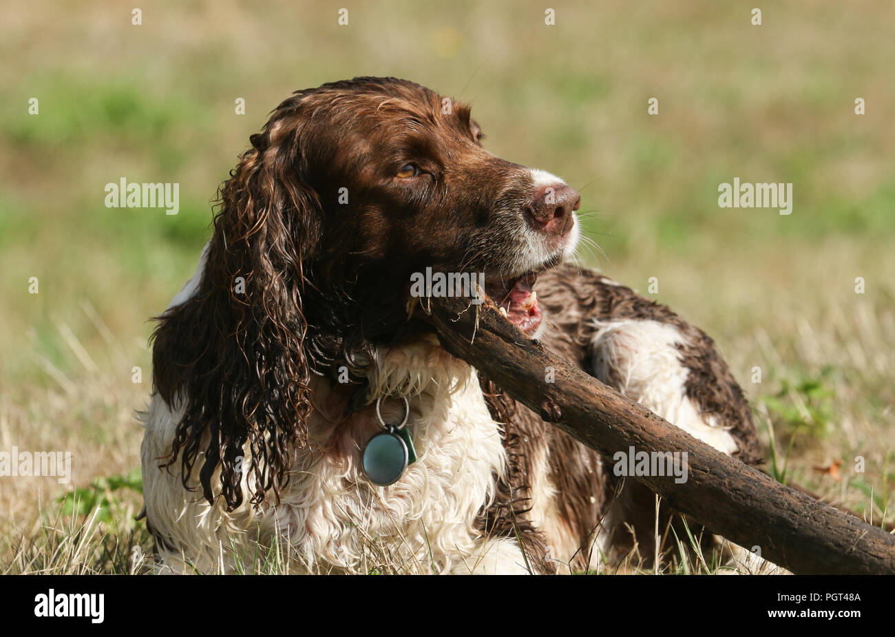 A naughty wet but very cute English Springer Spaniel Dog lying down in ...
