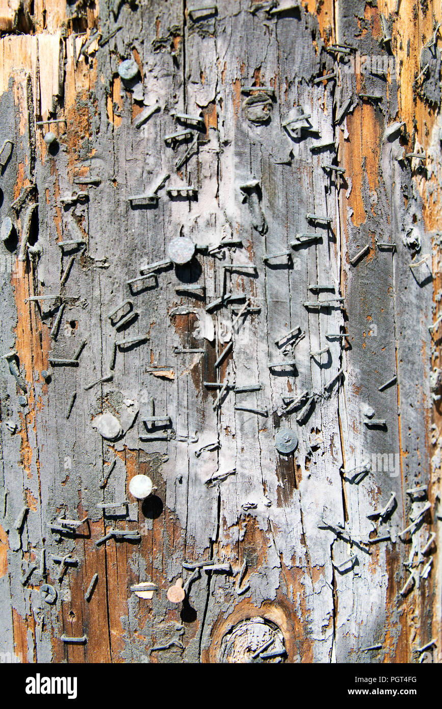 A view of an old tree for backgrounds, textures or any other graphic ...