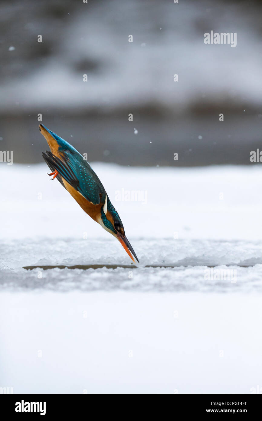 Kingfisher Dive High Resolution Stock Photography and Images - Alamy