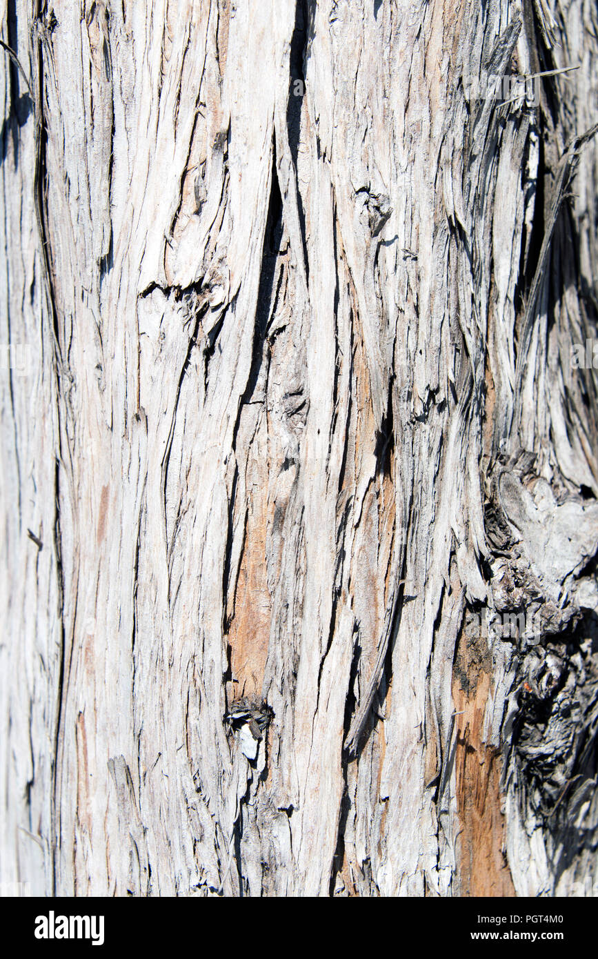 A view of an old tree for backgrounds, textures or any other graphic ...