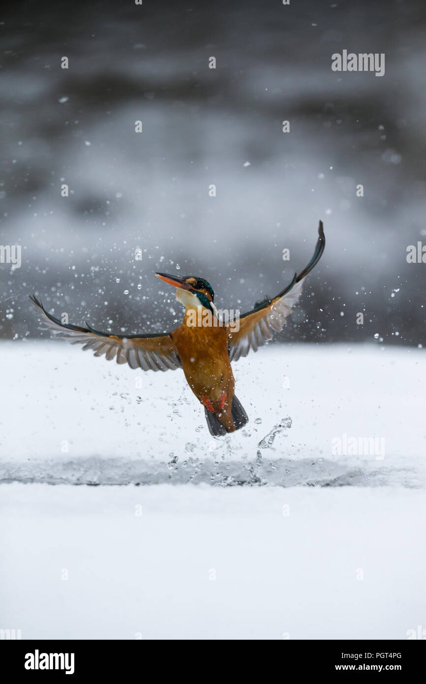 Kingfisher (Alcedo atthis) fishing through an ice hole Stock Photo - Alamy