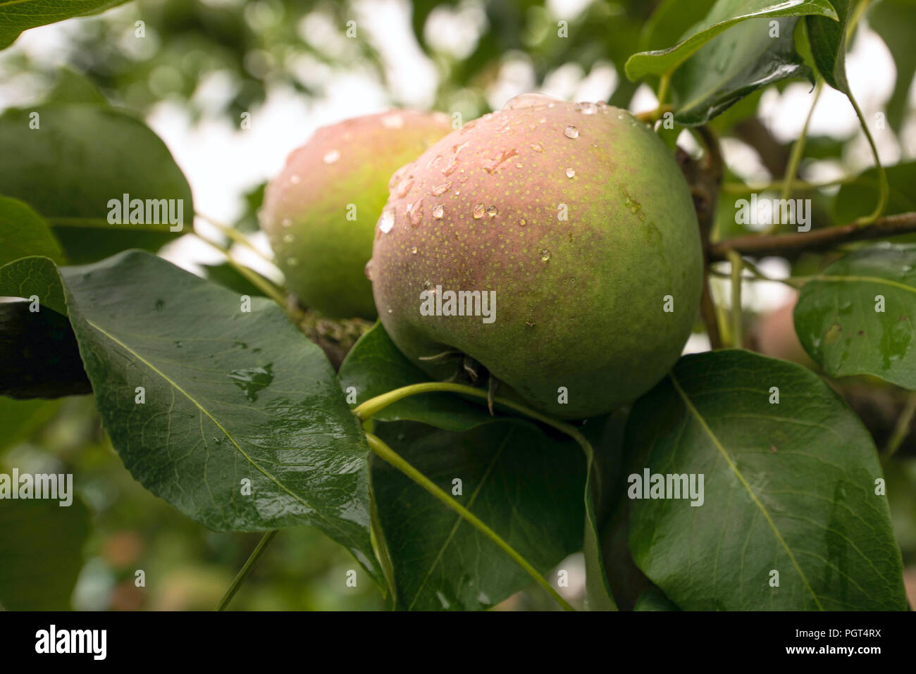 Pear drops of rain hanging on the tree Stock Photo - Alamy