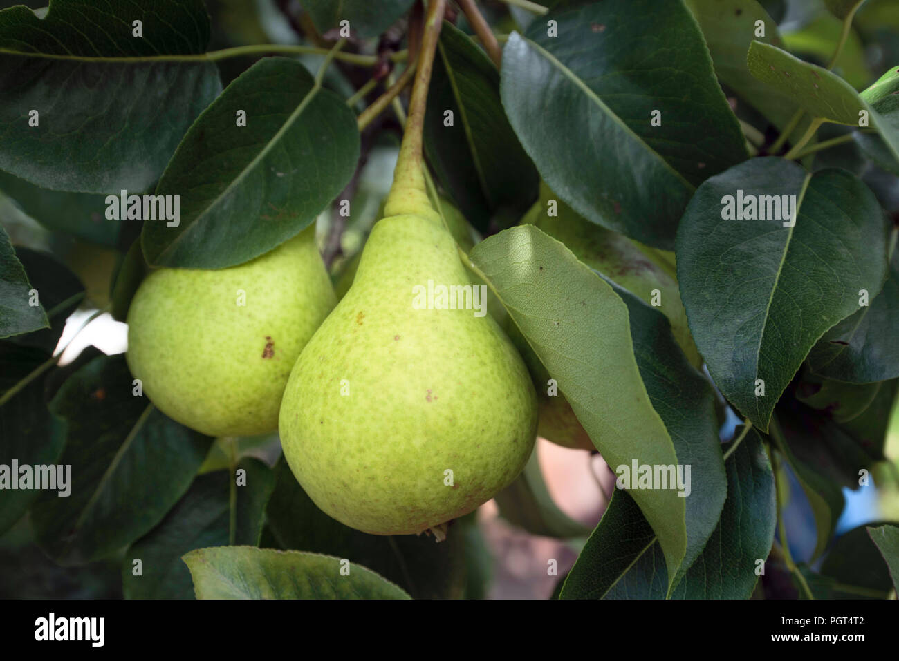 Pears hanging on tree branch hi-res stock photography and images - Alamy