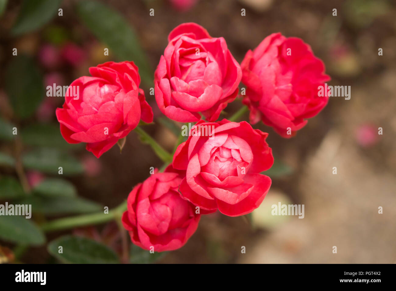 Oso floral hi-res stock photography and images - Alamy