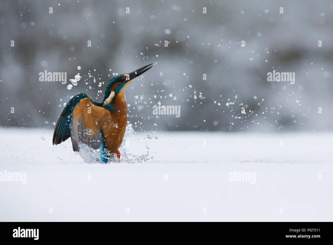 Kingfisher (Alcedo atthis) fishing through an ice hole Stock Photo - Alamy