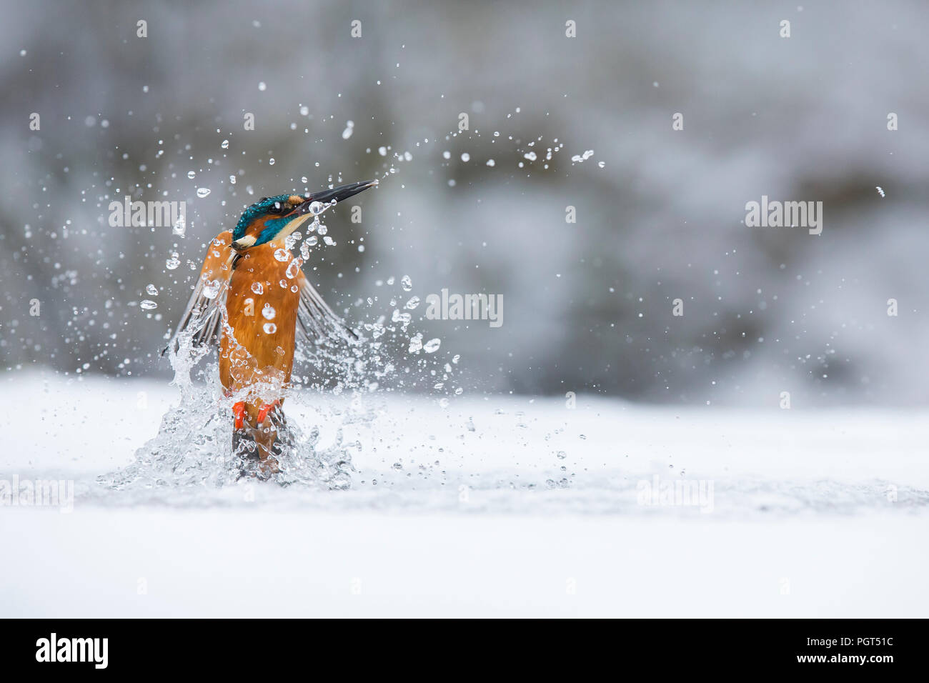 Kingfisher (Alcedo atthis) fishing through an ice hole Stock Photo - Alamy