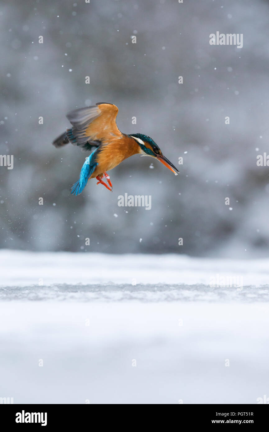 Kingfisher (Alcedo atthis) fishing through an ice hole Stock Photo - Alamy