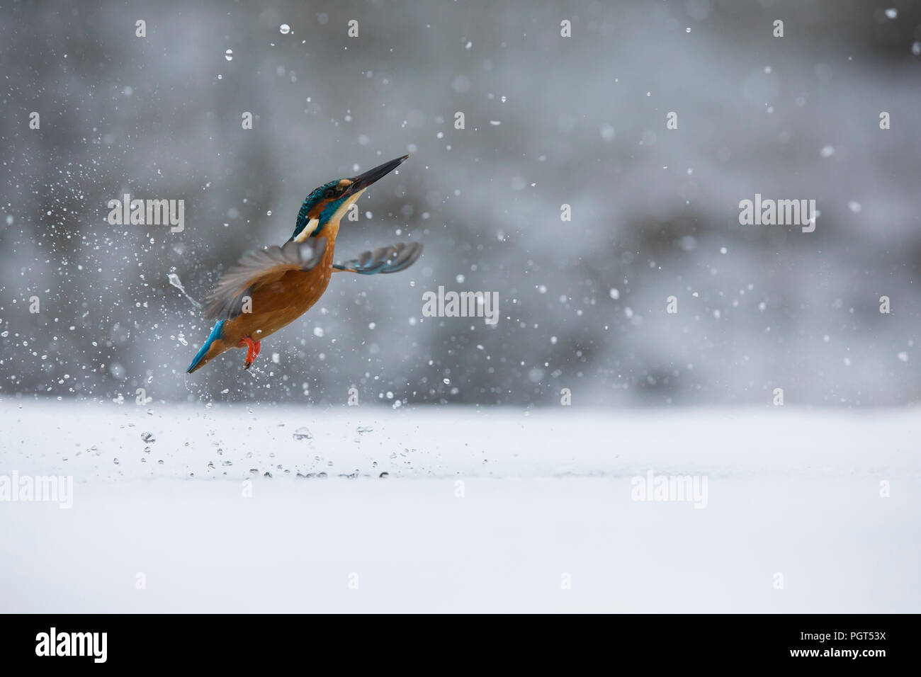 Kingfisher (Alcedo atthis) fishing through an ice hole Stock Photo - Alamy