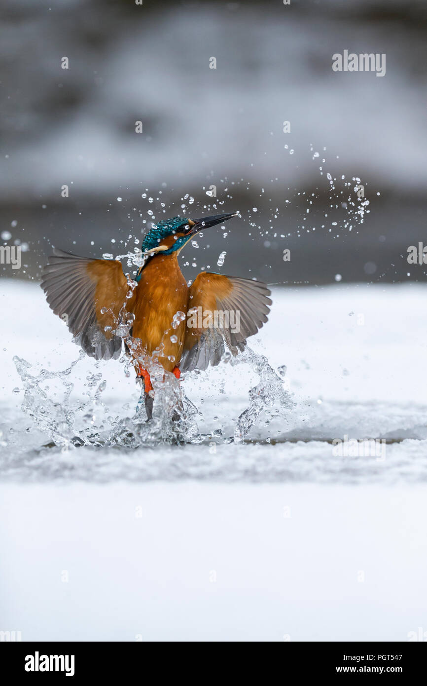 Kingfisher (Alcedo atthis) fishing through an ice hole Stock Photo - Alamy