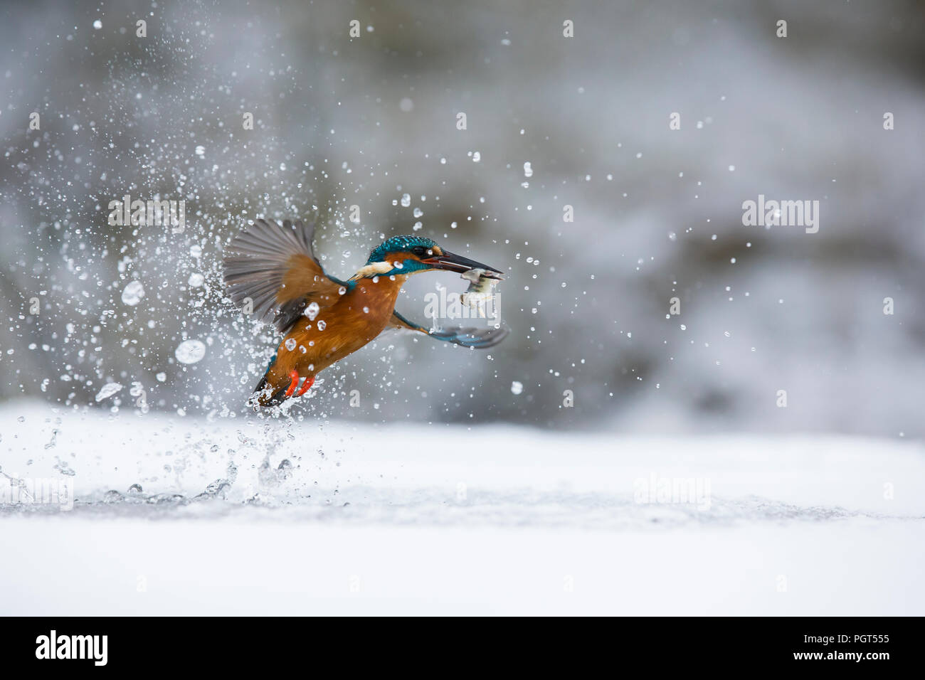 Kingfisher (Alcedo atthis) fishing through an ice hole Stock Photo - Alamy