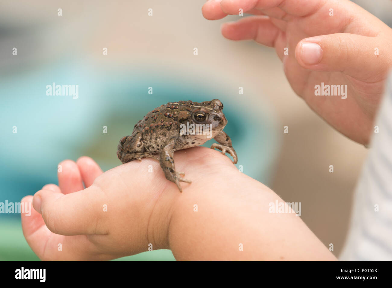 Frog in the hands of a young child, toad being held is the focal point ...