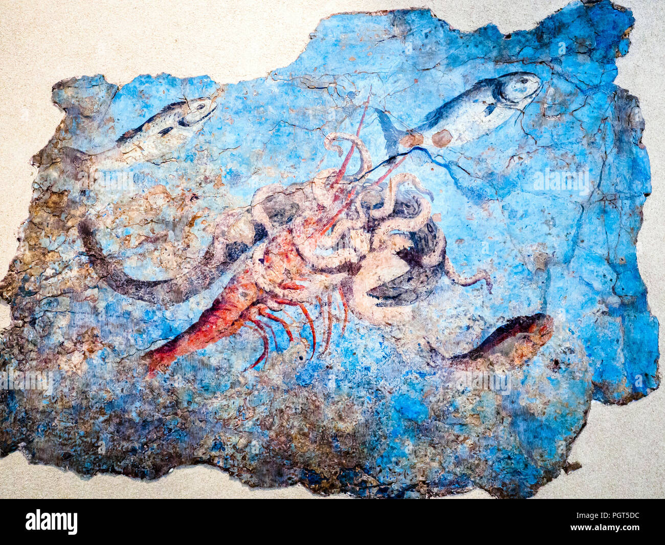 Marine fauna hi-res stock photography and images - Alamy