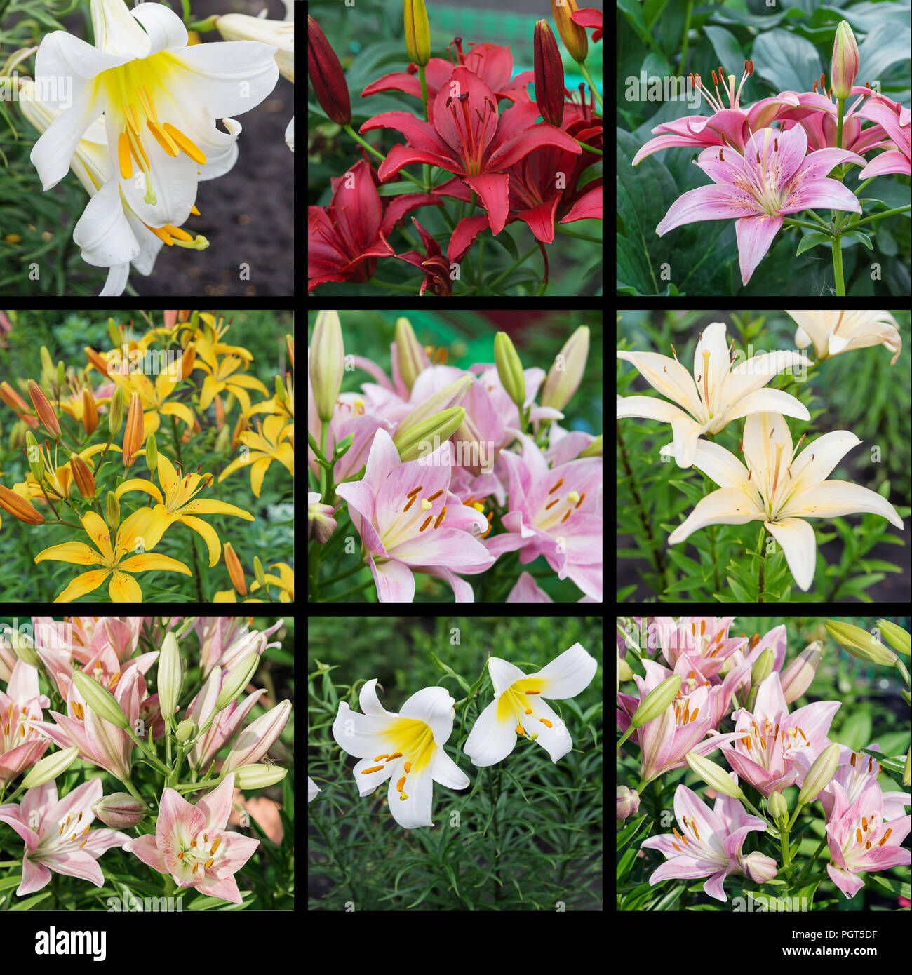 Big set of beautiful multicolored lilies outdoors Stock Photo - Alamy