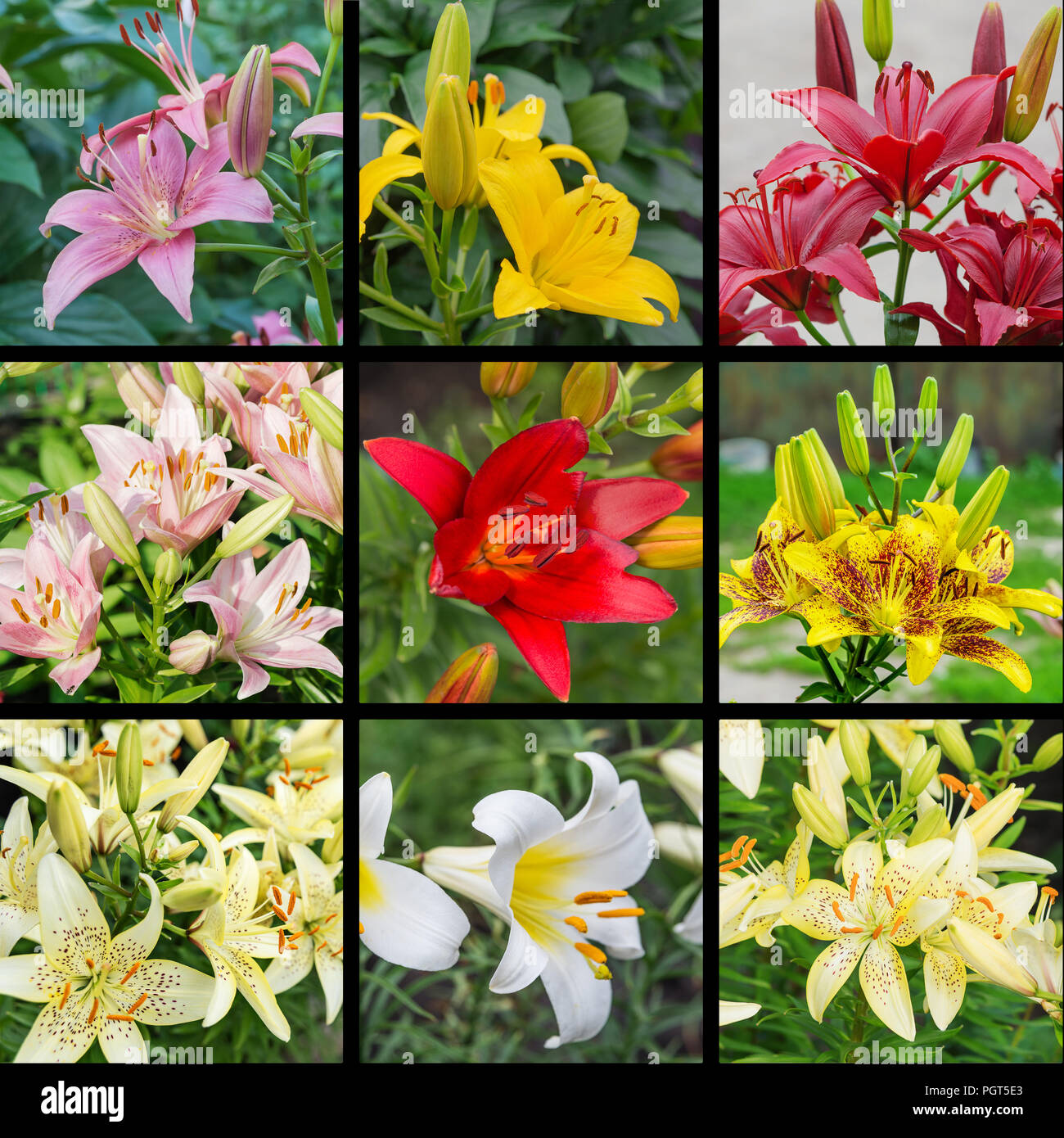 Big set of beautiful multicolored lilies outdoors Stock Photo - Alamy