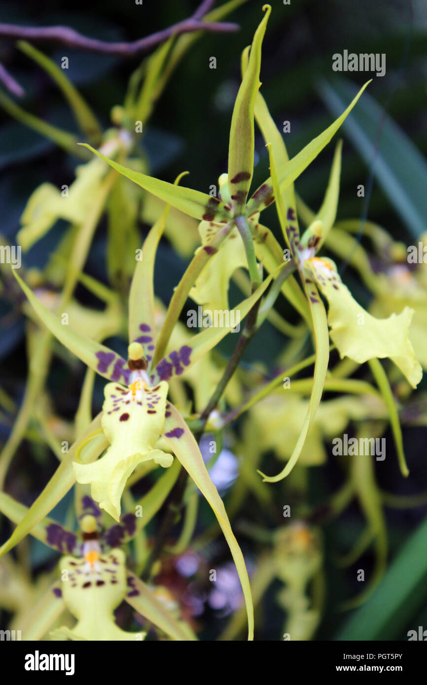 Aliceara hi-res stock photography and images - Alamy