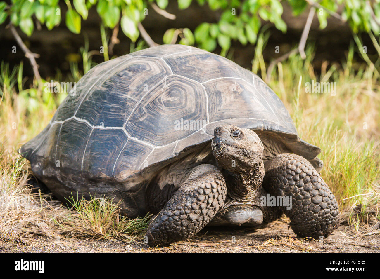 Galápagos giant tortoise hi-res stock photography and images - Alamy