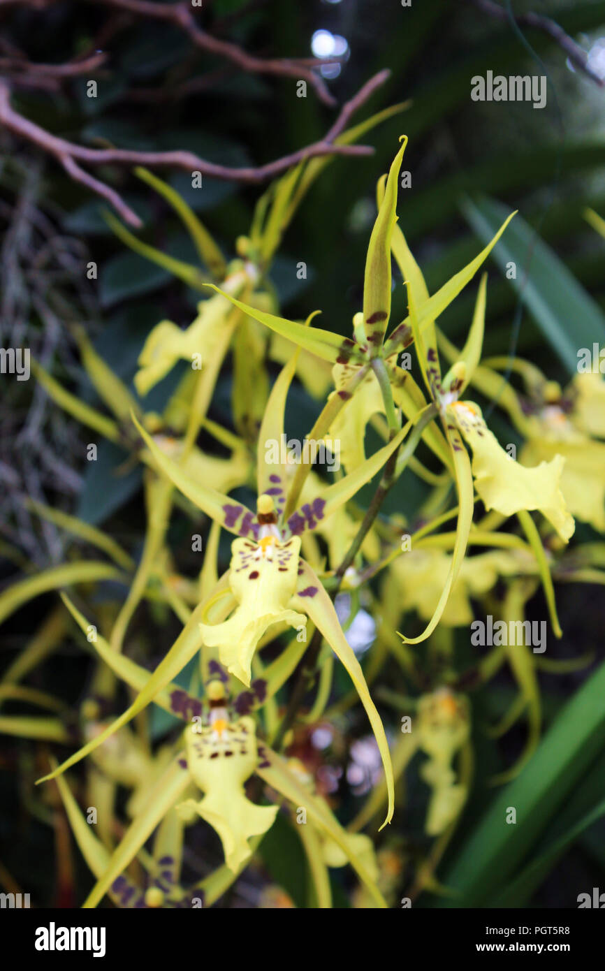 Aliceara hi-res stock photography and images - Alamy