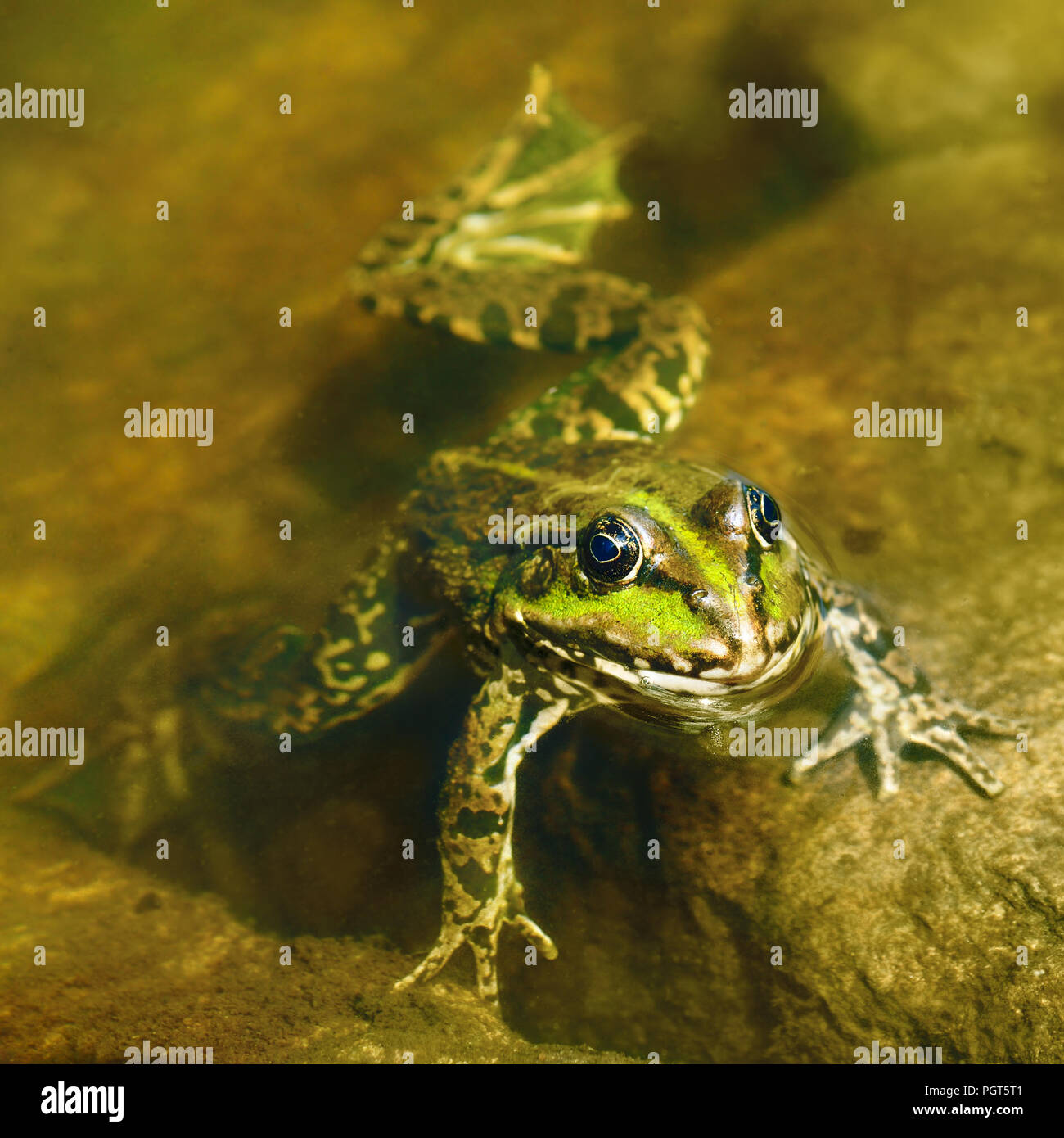 edible frog in muddy water Stock Photo - Alamy