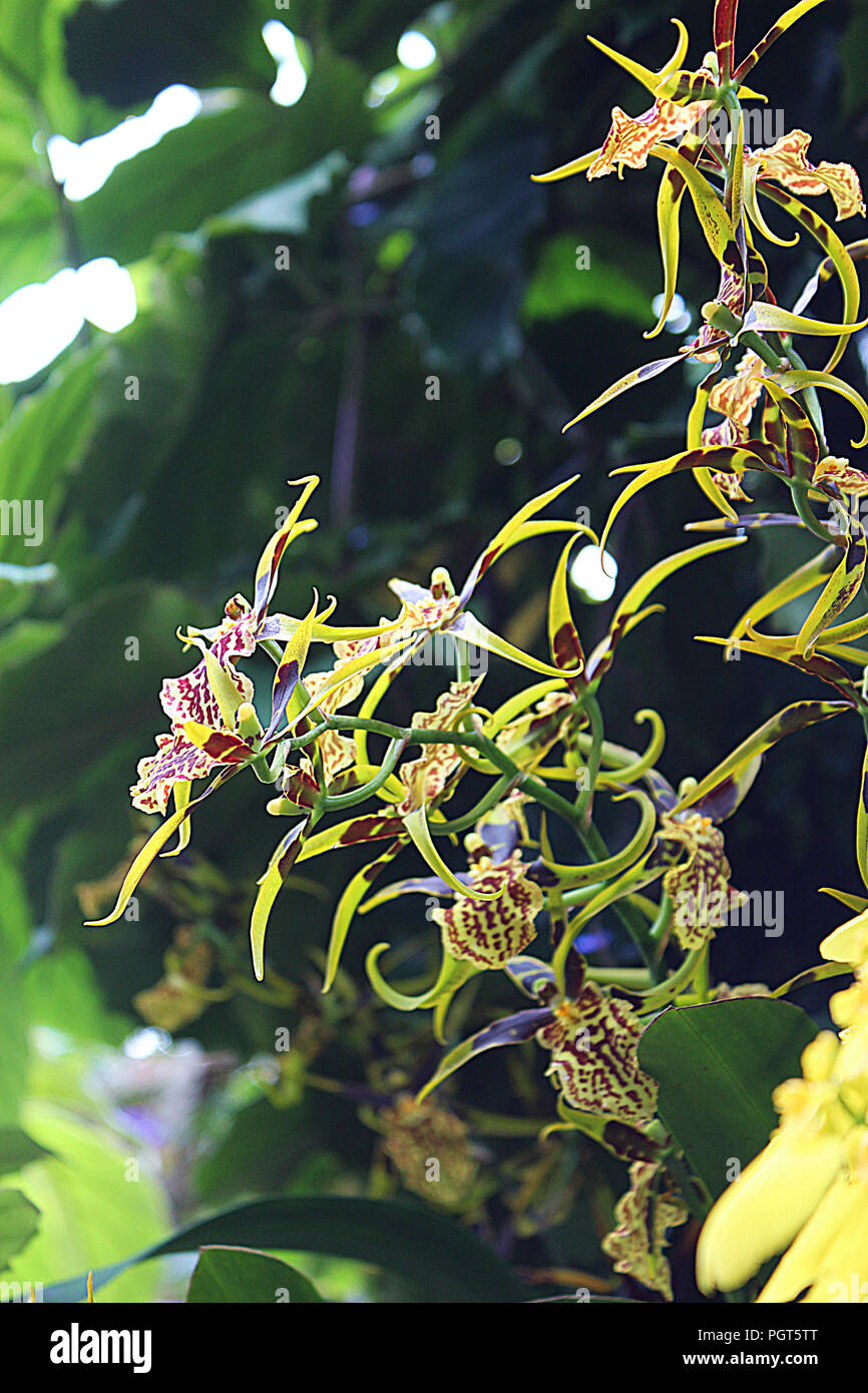 A flowering branch of an Aliceara orchid Stock Photo - Alamy