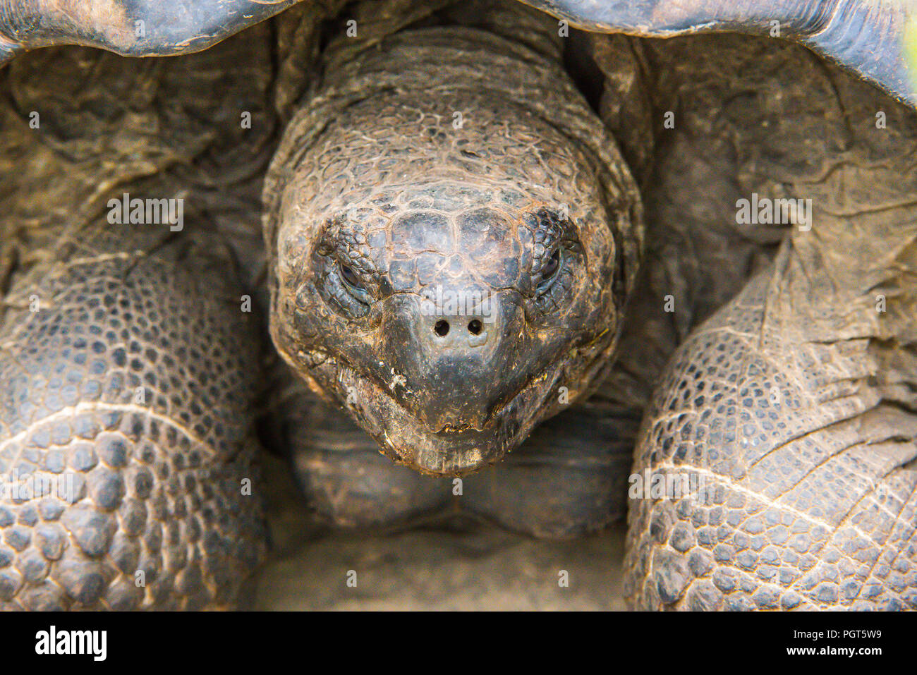 Giant Galapagos Tortoise Stock Photo - Alamy
