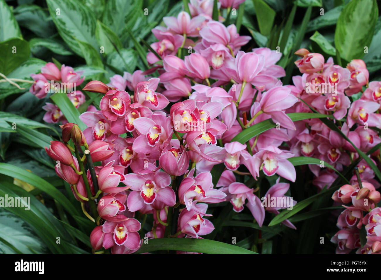 A cluster of flowering pink Cymbidium orchids surrounded by greenery ...