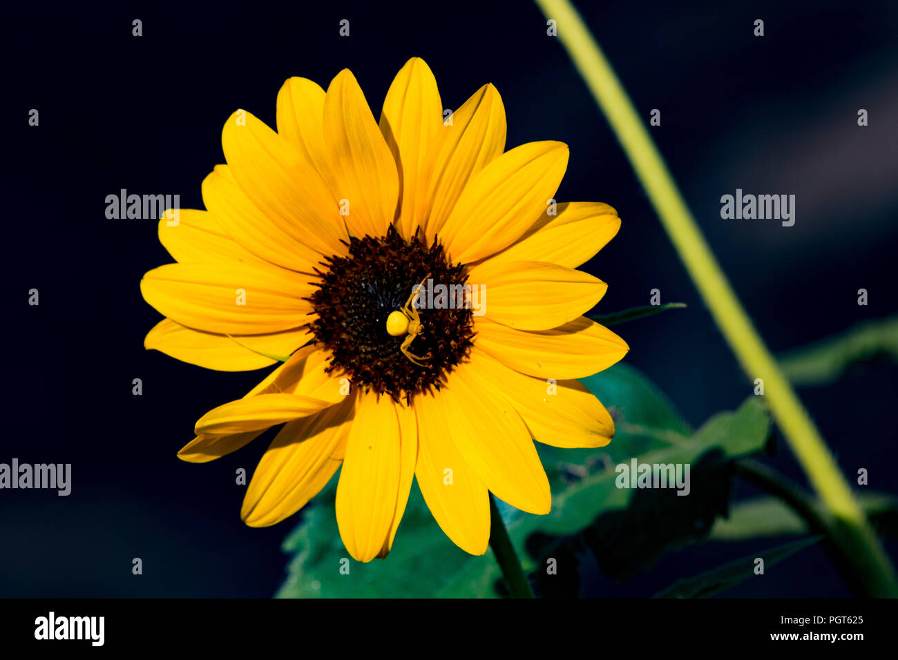 Bright, vibrant yellow sunflower occupied by a small yellow spider at ...