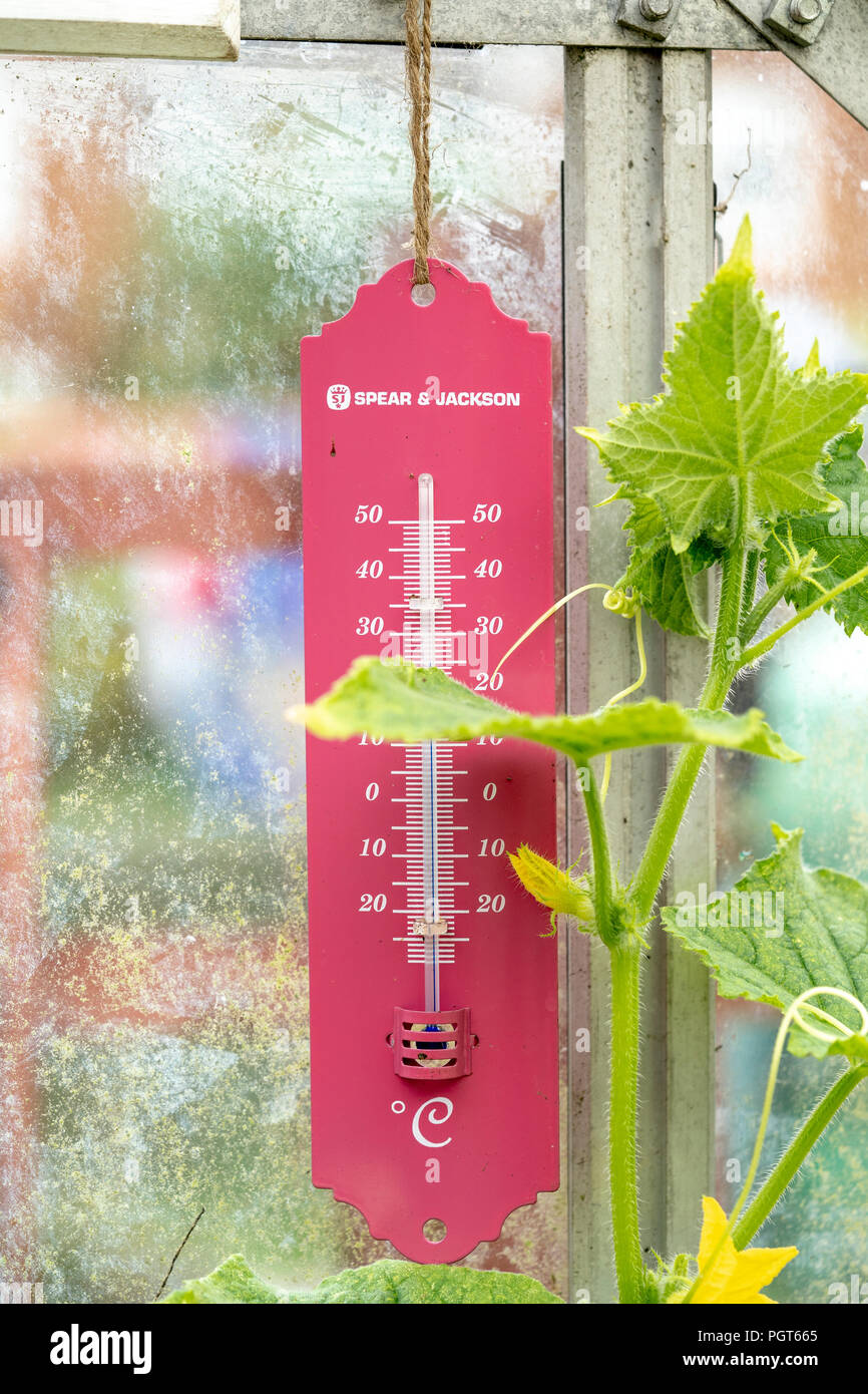Greenhouse thermometer and Cucumber plant Stock Photo - Alamy