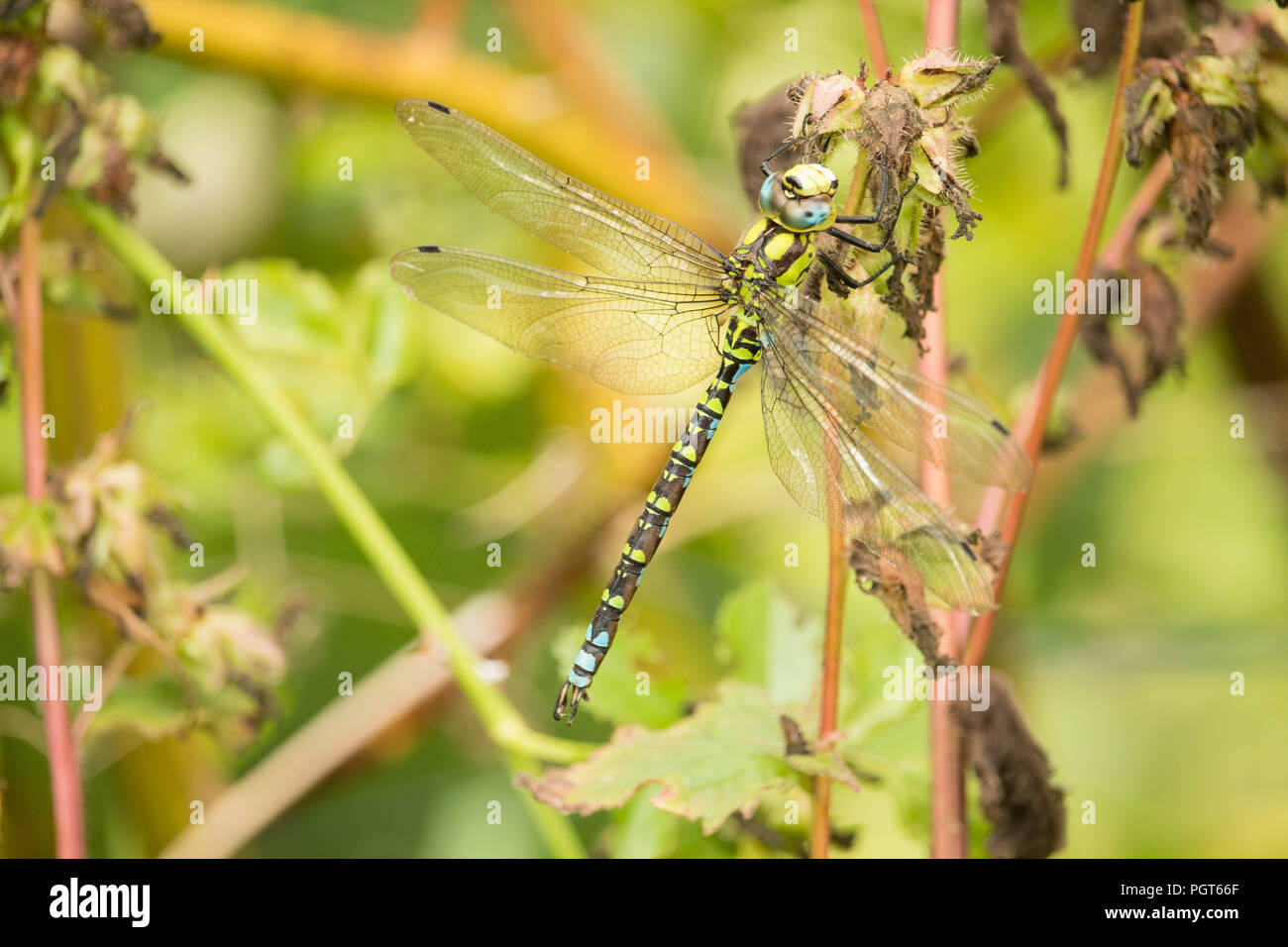 Natural World - Fascinating insect predators. A single dragonfly ...