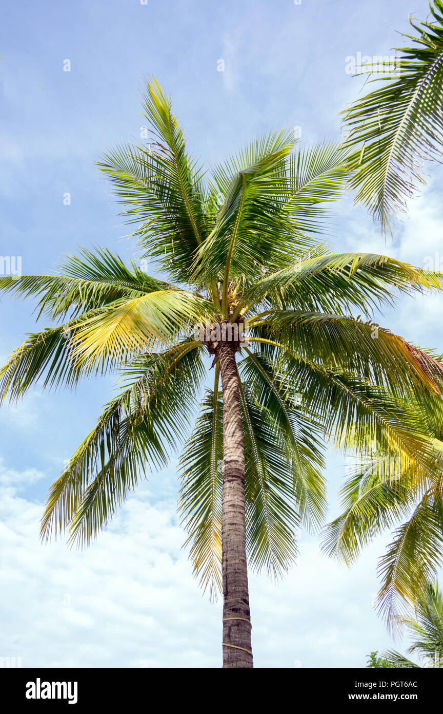 Sea coconut hi-res stock photography and images - Alamy